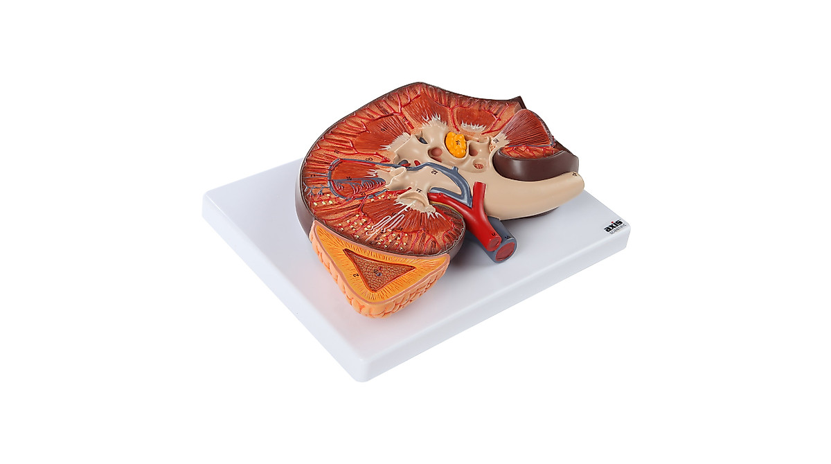 3x Life-Size Human Kidney Model with Anatomy & Manual | Axis Scientific