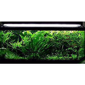 Greenpro Cryptocoryne Parva Freshwater Live Aquarium Plants TC Cup Fish Tank Decoration