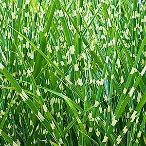 QAUZUY GARDEN 10 Seeds Zebra Grass Variegated Maiden Grass Miscanthus Sinensis Zebrinus Seeds Perennial Ornamental Grass Hardy Easy to Grow Low-Maintenance