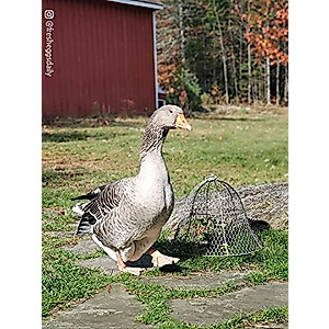 Gardener's Supply Company Sturdy Chicken Wire Cloche Plant Protector & Cover | Sturdy Metal Cage Garden Protection for Your Plants and Seedlings | No Assembly Required - 16" in Diameter x 12-1/2" H