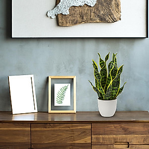 Hollyone Artificial Snake Plant Potted Faux Sansevieria Trifasciata Plants, 16.5" Tropical Fake Plants in White Pots for Home Office Room Indoor Decor Housewarming Gifts