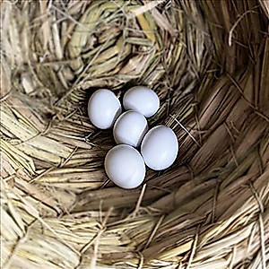 WOLEDOE 5Pcs Solid Plastic Parrot Fake Eggs, Keeping Them from Laying Anymore Eggs, Suit for Medium and Large Parrots, Pigeon, African Grey, Caique, Cockatoo, Sun Conures and Mini Macaw