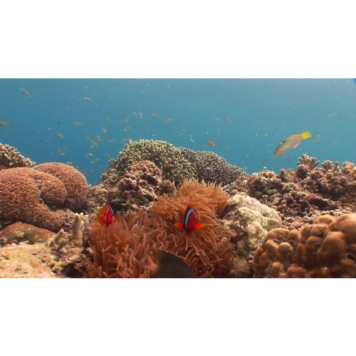 Plasmaquarium: Vol. Two - Ultra Coral Reef Aquarium (Widescreen)