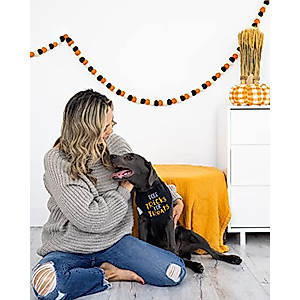 Pearhead Trick or Treat Bandana, Fall Holiday Dog Apparel, Halloween Dog Costume, Dog Slip On Collar Accessories, Small/Medium, S/M