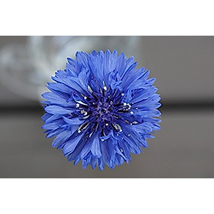 200 Dwarf Bachelor Button Seeds for Planting - Heirloom Non-GMO USA Grown Cornflower Seeds for Planting - Centaurea Cyanus Blue Flowers by RDR Seeds