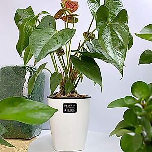 OJYUDD 8 Pack 4 Inch Self Watering Plastic Planter with Inner Pot White Flower Plant Pot,Modern Decorative Flower Pot for All House Plants,Flowers,Herbs,African Violets