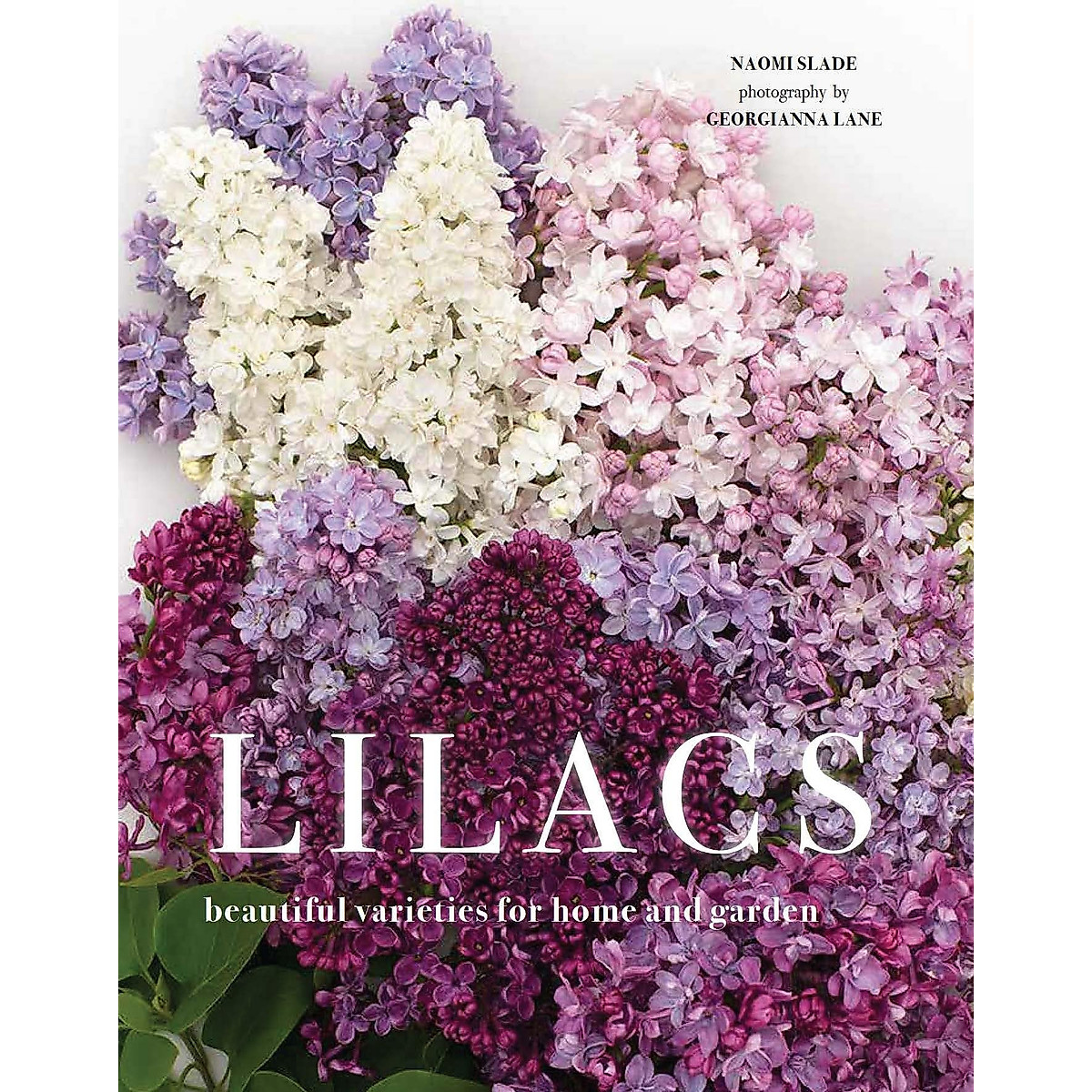 Lilacs: Beautiful Varieties for Home and Garden