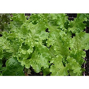 Ohio Heirloom Black-Seeded Simpson Lettuce Seeds, 1,000+ Heirloom, Non-GMO Lettuce Seeds for Spring, Summer, Fall, Winter Planting in Gardens & Hydroponics