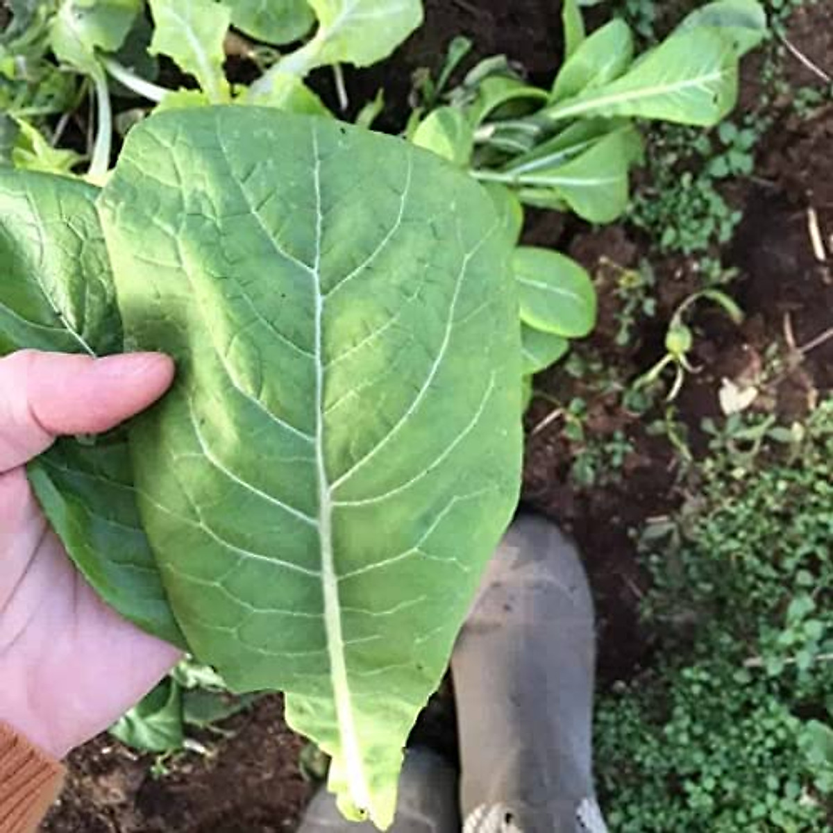 3,000 Komatsuna Tendergreen Spinach Mustard Seeds for Planting Heirloom Non GMO 6+ Grams Garden Vegetable Bulk Survival Hominy