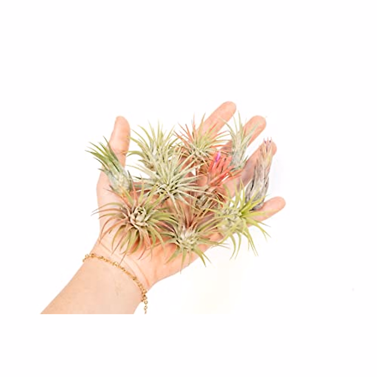 12 Pack Assorted Ionantha Air Plants - Wholesale and Bulk - Succulents - Live Tillandsia - Easy Care Indoor and Outdoor House Plants