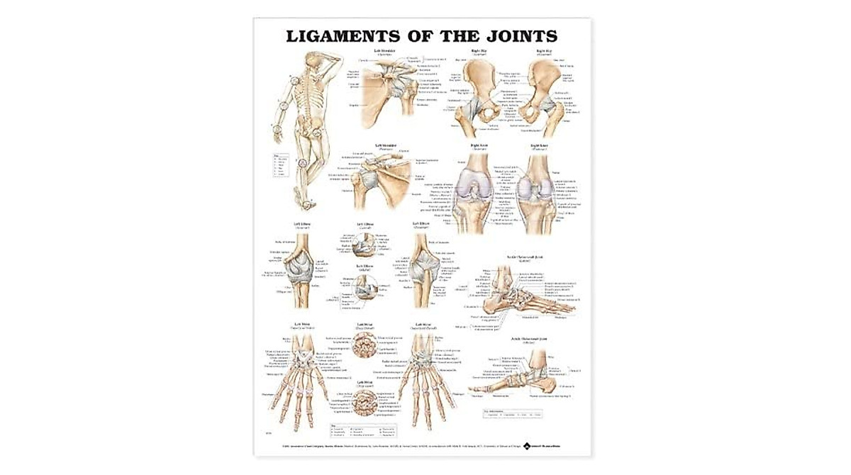 Ligaments of Joints Anatomical Chart - Detailed Human Anatomy Reference
