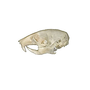 Real Mouse Skull A Quality