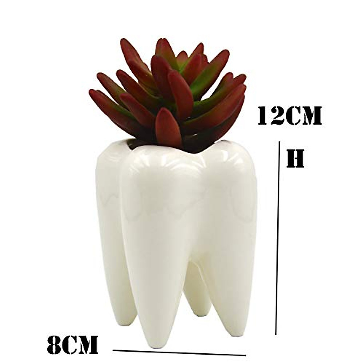 4.7" Tooth Planter Pot/Bonsai Pot/Succulent Planter/Pencil Cup/Toorhbrush Holder 3D Shaped Multipurpose