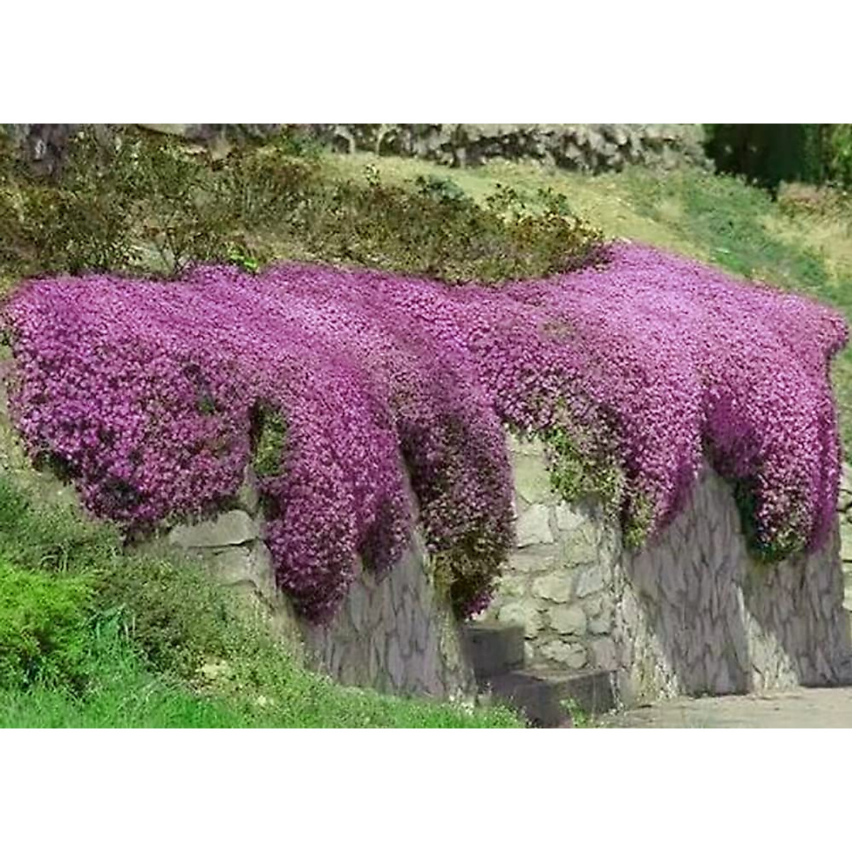 2000+ Creeping Thyme Seeds for Planting Thymus Serpyllum - Heirloom Ground Cover Plants Easy to Plant and Grow - Open Pollinated