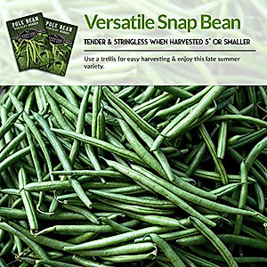 Survival Garden Seeds - Kentucky Wonder Pole Bean Seed for Planting - Packet with Instructions to Plant and Grow Delicious Snap Beans in Your Home Vegetable Garden - Non-GMO Heirloom Variety