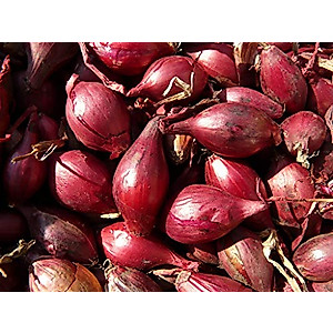 RAISE ME UP: Seeds Red Banana Shallot Onion Non GMO Heirloom