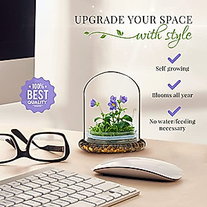 Award Winning: Persian Violet with Sundew Moss - Live Flower Terrarium in Self Sustaining Glass Jar, Maintenance Free and Blooms All-Season, Great Unique Gift and Home Decor, 100% Growth Guarantee