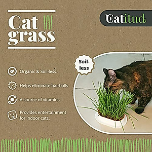 CATITUD | Cat Grass Growing Kit with 5 Packets HYDROPONIC Seeds | Cat Grass Kit Includes Pot with Non-Slip Base | Cat Grass for Indoor Cats with Planter, Best Gift for Cats
