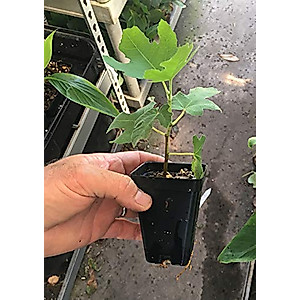 Fignomenal Dwarf Fig Tree – Dwarf Fig Plant – Self Fertile