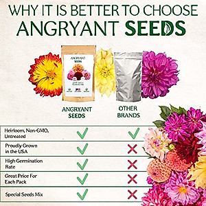 Giant Dahlia Flowered Mix - Beautiful Flowers Seeds for Planting Outdoors in Your Home Garden - 144+ Non GMO Seeds Per Packet - Mix Seeds to Attract Pollinators: Birds, Butterflies, and Bees