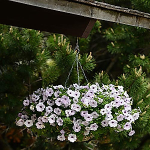 Outsidepride Easy Wave Spreading Petunia Silver Garden Flowers for Hanging Baskets, Pots, Containers, Bedss - 30 Seeds