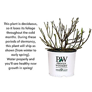 Proven Winner Let's Dance Rhythmic Hydrangea, 2 Gallon, Lustrous Green Foliage with Rich Blue Blooms