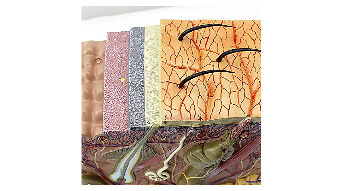 3D Skin Anatomical Model for Teaching & Communication
