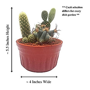 Cactus Garden, 3 Different Cacti in a 4 inch Terracotta Ceramic Pot, Dish Liner, Assorted Cacti, Variety Assortment, House Plant Gift