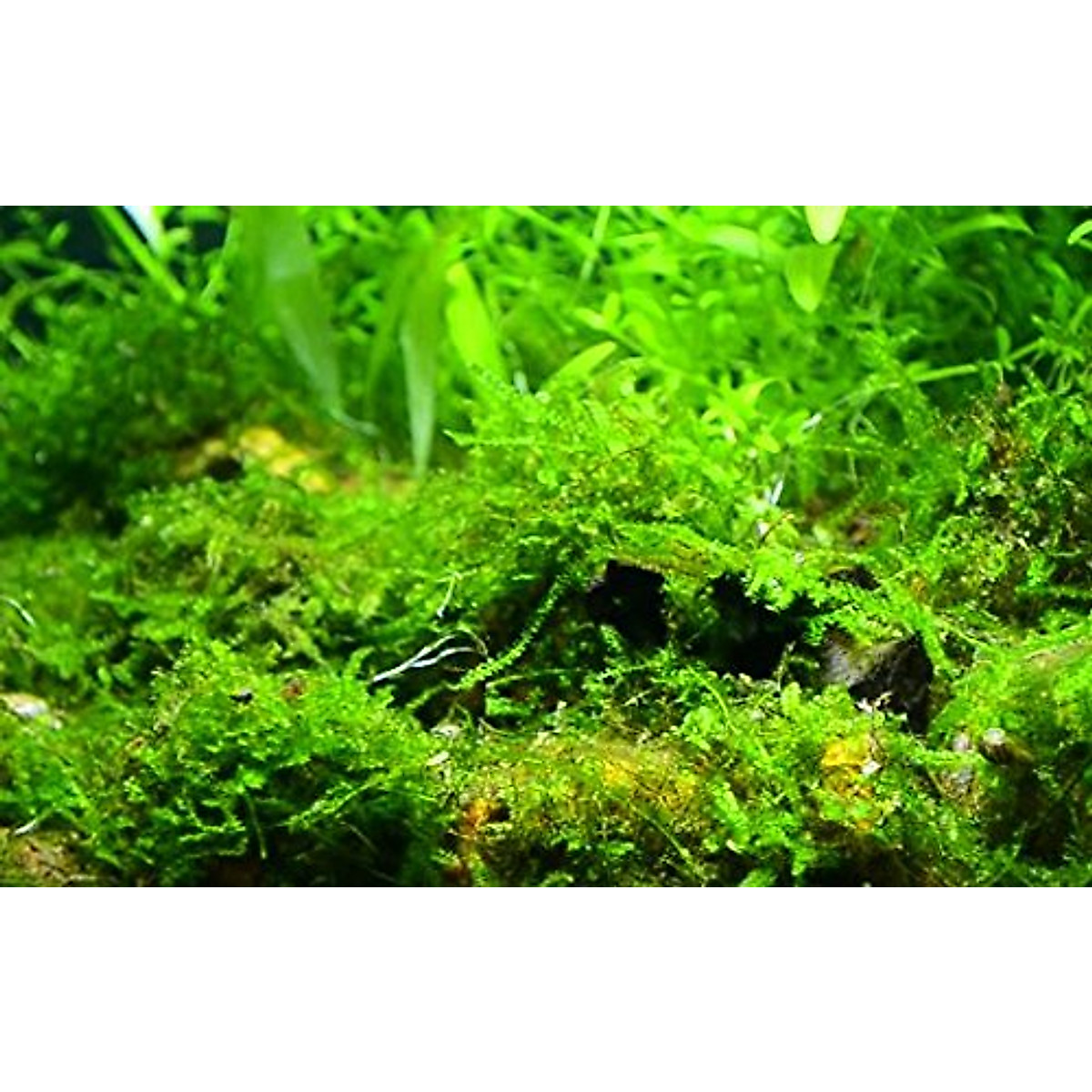 Greenpro Java Moss Live Freshwater Aquarium Plants Easy Ready to Grow