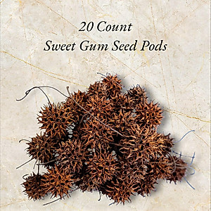 Sweet Gum Tree Seed Pods for Reptiles, Amphibians, Isopds, Terrarium, Bioactive Enclosures, 20 Count of Large 1" - 1.5" Natural and Organic Hand Collected Spikey Balls