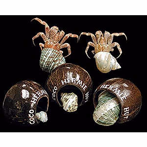 Vicien Florida Shells and Gifts Large Hermie Hut Shelter for Large Hermit Crabs 4" Natural Gourd