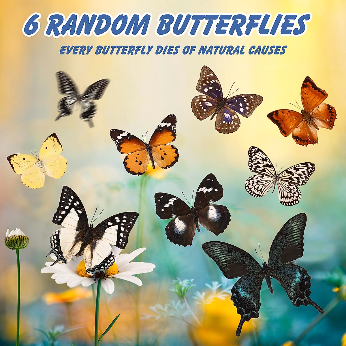 WTUAWB 6 Pcs Real Butterfly Specimen - Taxidermy Butterfly DIY Creative Production, Taxidermy Animals for Framed Butterfly Shadow Box (Random)