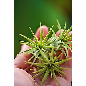 Air Plants Live - Home and Garden Decor - Live House Plants - Easy Care (6 pcs)