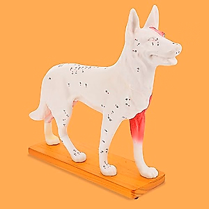 4D Vision Dog Anatomy Model, Dog Model Anatomy Teaching Tool Animal Pressure Points Veterinary Training for Animal Teaching Demonstration, Pet Clinic Veterinary TrainingSchool Teaching Tool