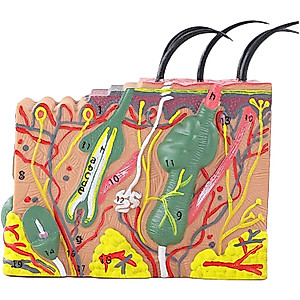 HAILIA Medical Models, Skin Model 35X Enlarged Anatomical Model Human Skin Anatomy Model for Anatomic Office and Science Study