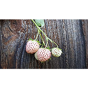 White Strawberry Seeds - 200+ Seeds - White Pineberry Seeds - Made in USA, Ships from Iowa.