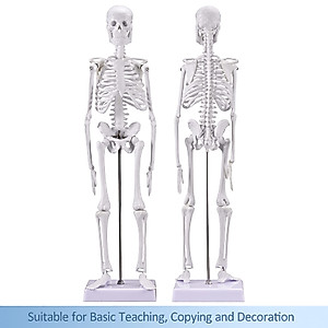 17.7" Human Skeleton Model Anatomical Mini Skeleton Model with Metal Stand, Anatomy Skeleton Model Small with Removable Arms and Legs for Dental Office, Science Lab and Classroom