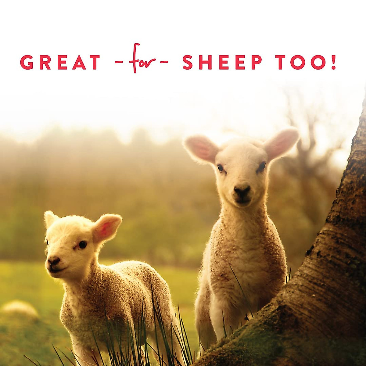 Manna Pro Goat Treats with Probiotics – Daily Goat Treats - Apple Flavor - Pack of 6 – 30 Pounds of Goat Treats