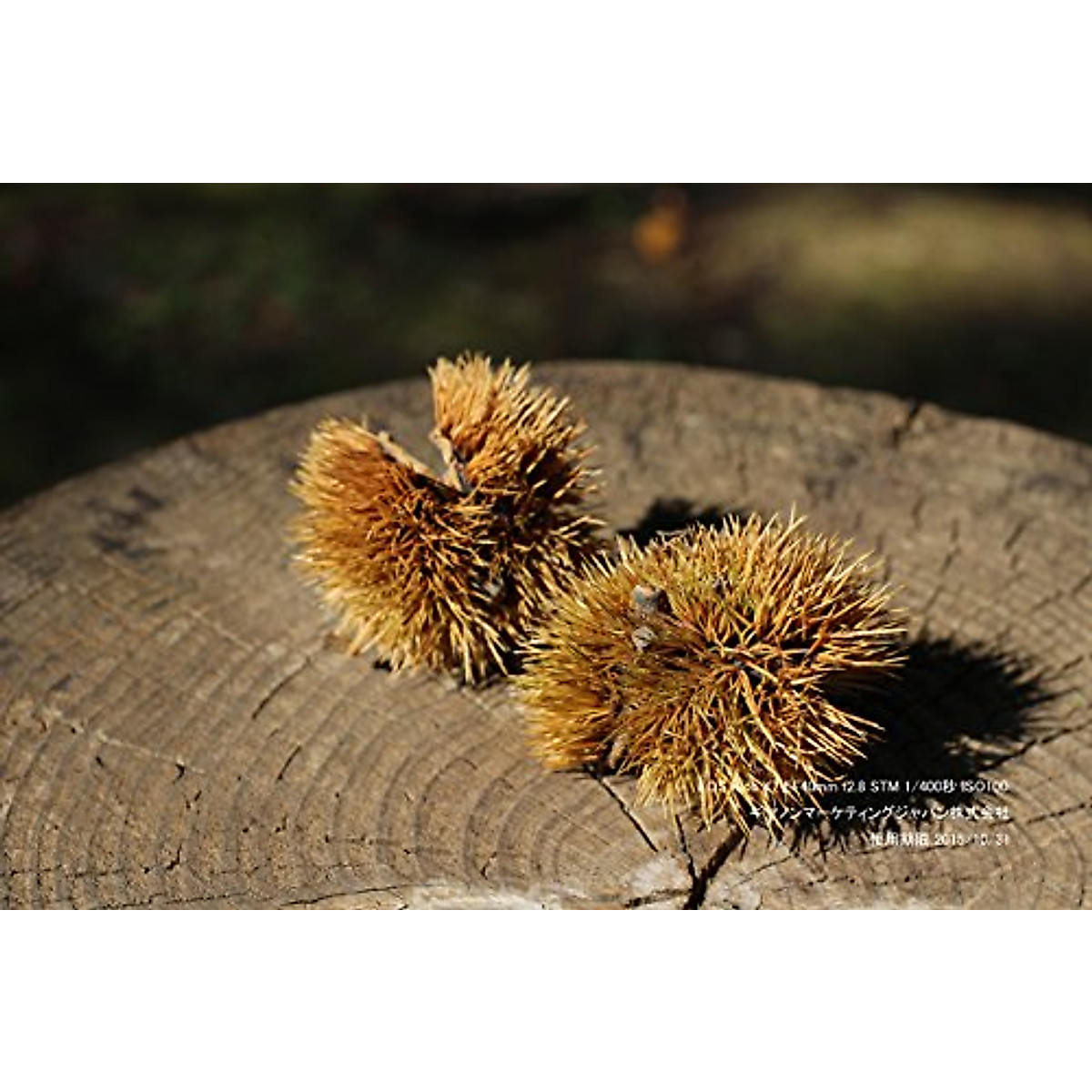 Canon DSLR Camera EOS Kiss X7 (White) with EF 40mm F2.8 STM + EF-S 18-55mm F3.5-5.6 IS STM - International Version (No Warranty)