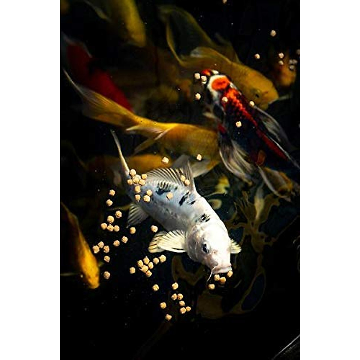 Blue Ridge Fish Food [2LB], Mini and 3/16" Floating Pellet, Koi and Goldfish Growth Formula Blend
