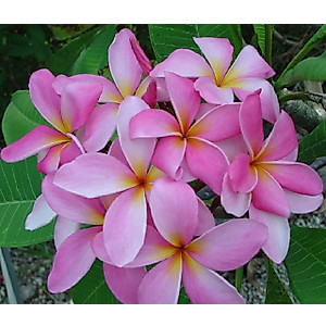 Hawaiian Pink Plumeria Frangipani 1 Cutting DL9