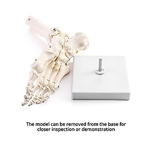 QWORK Human Foot Skeleton Model, Life Size Medical Anatomy Foot and Ankle Model, Right, Fully Articulated, for Medical Study & Science Classroom