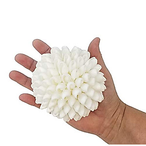 Tumbler Home Real White Seashell Sphere with Lucite Stand | 3 Inches Wide | Beach House Shelf Decor