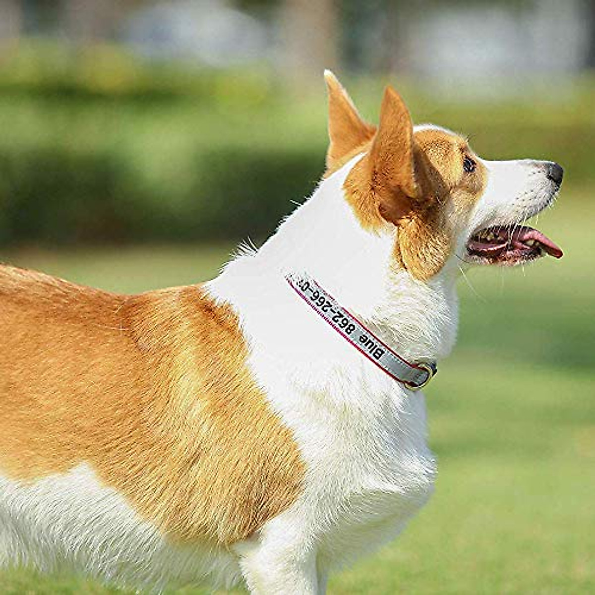 LovelyDog Embroidered Personalized ID Collar, 4 Adjustable Sizes: Extra-Small, Small, Medium, Large with Dog Name Phone#, Reflective Pet Pink Collars for Boy & Girl Dogs, X XS M L XL