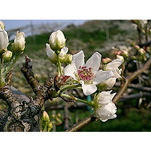 Asian Pear 10 Seeds - Chinese Sand Pear Seeds, Pyrus Pyrifolia Seeds, Edible Fruit Tree Seeds for Planting, Asian Pear Tree Plant Fast Growing, Asian Fruit Tree Seeds