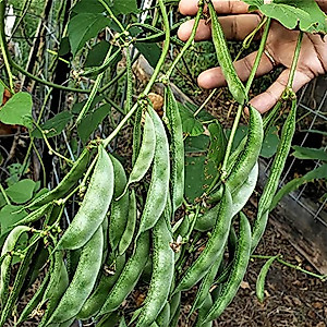 QAUZUY GARDEN 10 White Hyacinth Bean - Lablab Purpureus Seeds | Organic Non-GMO Heirloom Vegetable Seeds & Fresh Garden Seeds | High Yield Edible Ornamental Vining Plant
