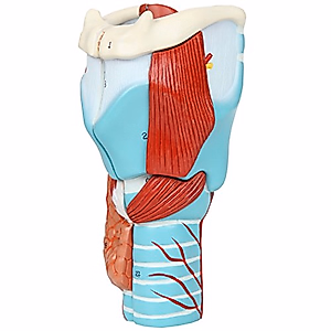 Axis Scientific Anatomy Model of Human Larynx | Model is 9 Inches Tall and 5 Times Life Size | Details Anatomy of Vocal Folds and Dissects Into 5 Parts | Comes with a Study Manual