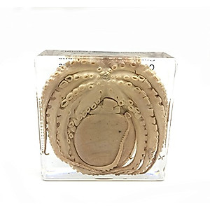 Octopus Specimen（3" x 3" x 1"）