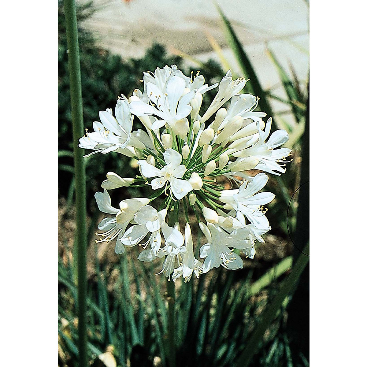 Agapanthus Getty White - 10 Live Plants - Blooming Groundcover Grass