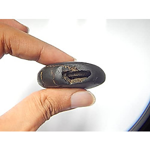 phoenix888 Adwaitya Maha Laxmi Sudarshan Maha Vishnu Shaligram Nepal